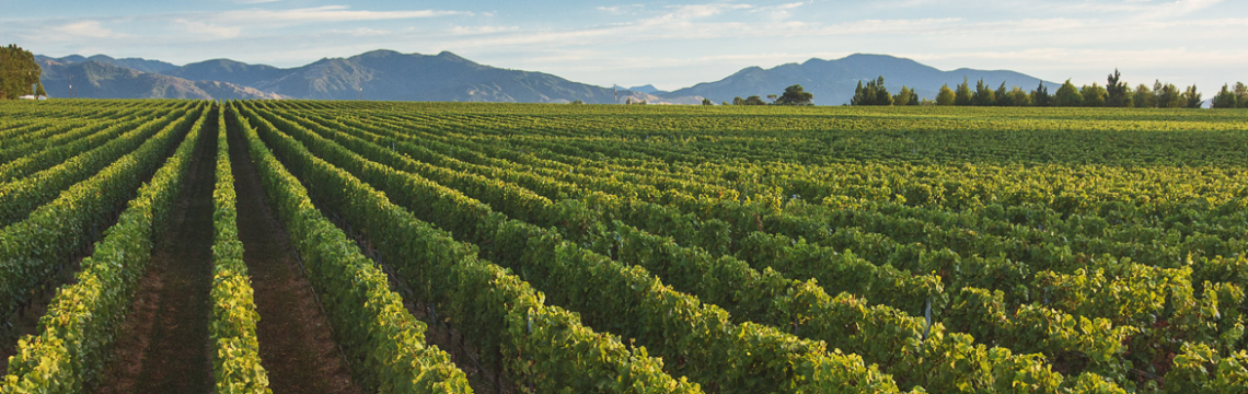 Ridge Block Pinot Noir - Giesen